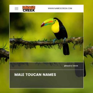 Colorful Companions: 480 Captivating Toucan Names