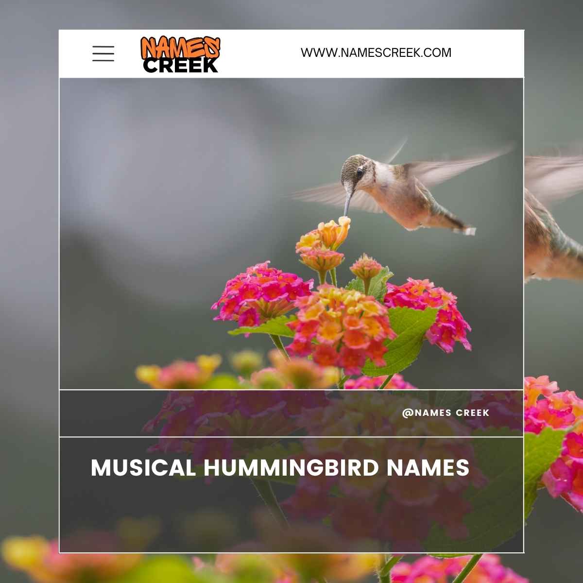 Hummingbird Names: 400 Charming And Creative Ideas
