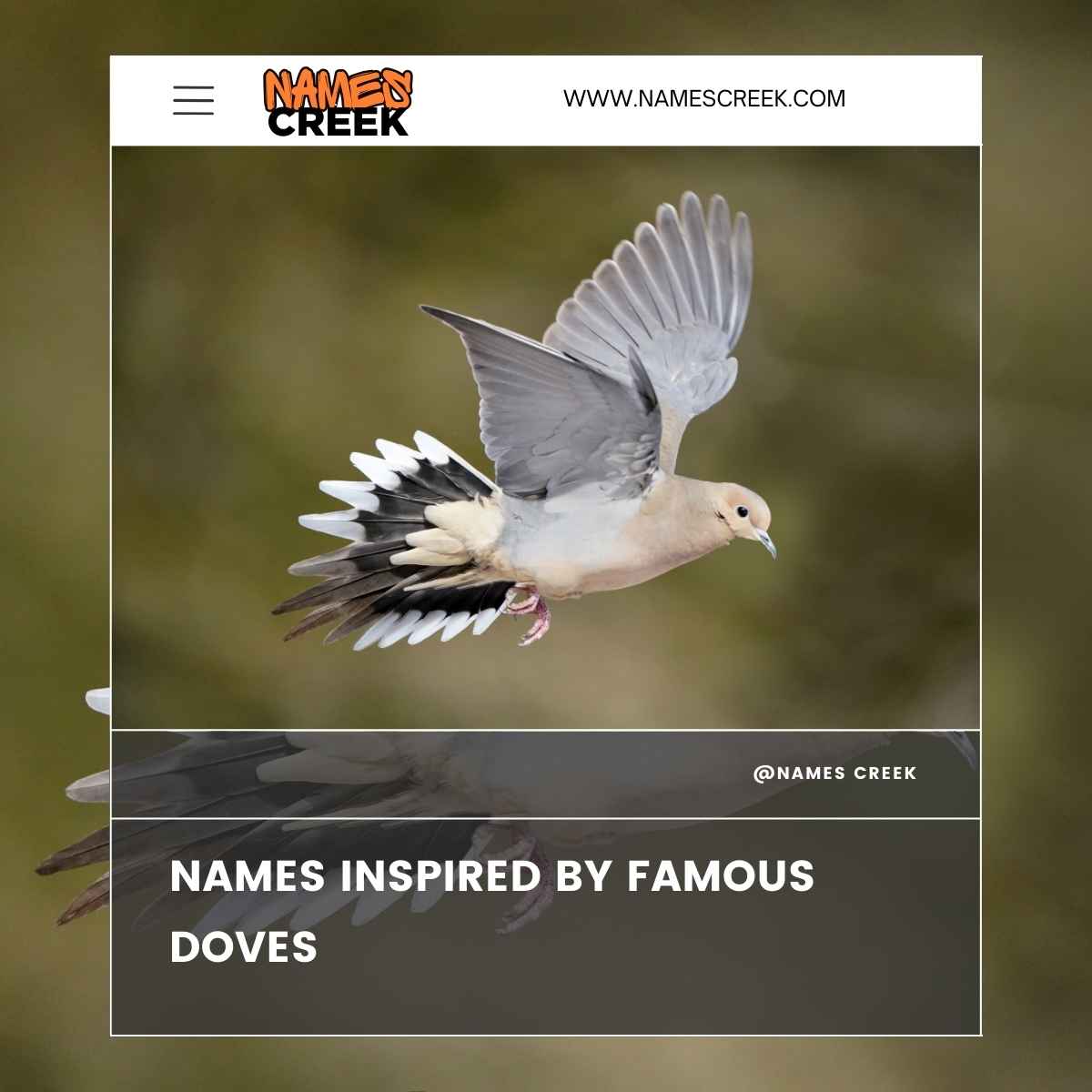 Exploring The World Of 350+ Dove Names