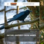 157 Brilliant Crow Names To Inspire You
