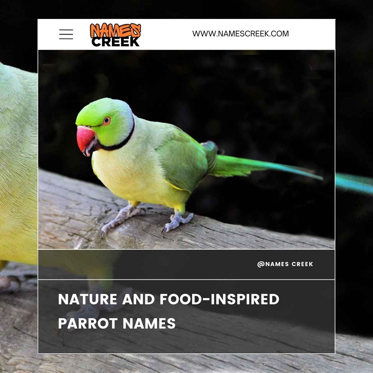 300 Delightful Parrot Names