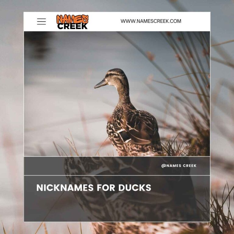 250 Delightful Duck Names: From Classic To Quirky With Generator