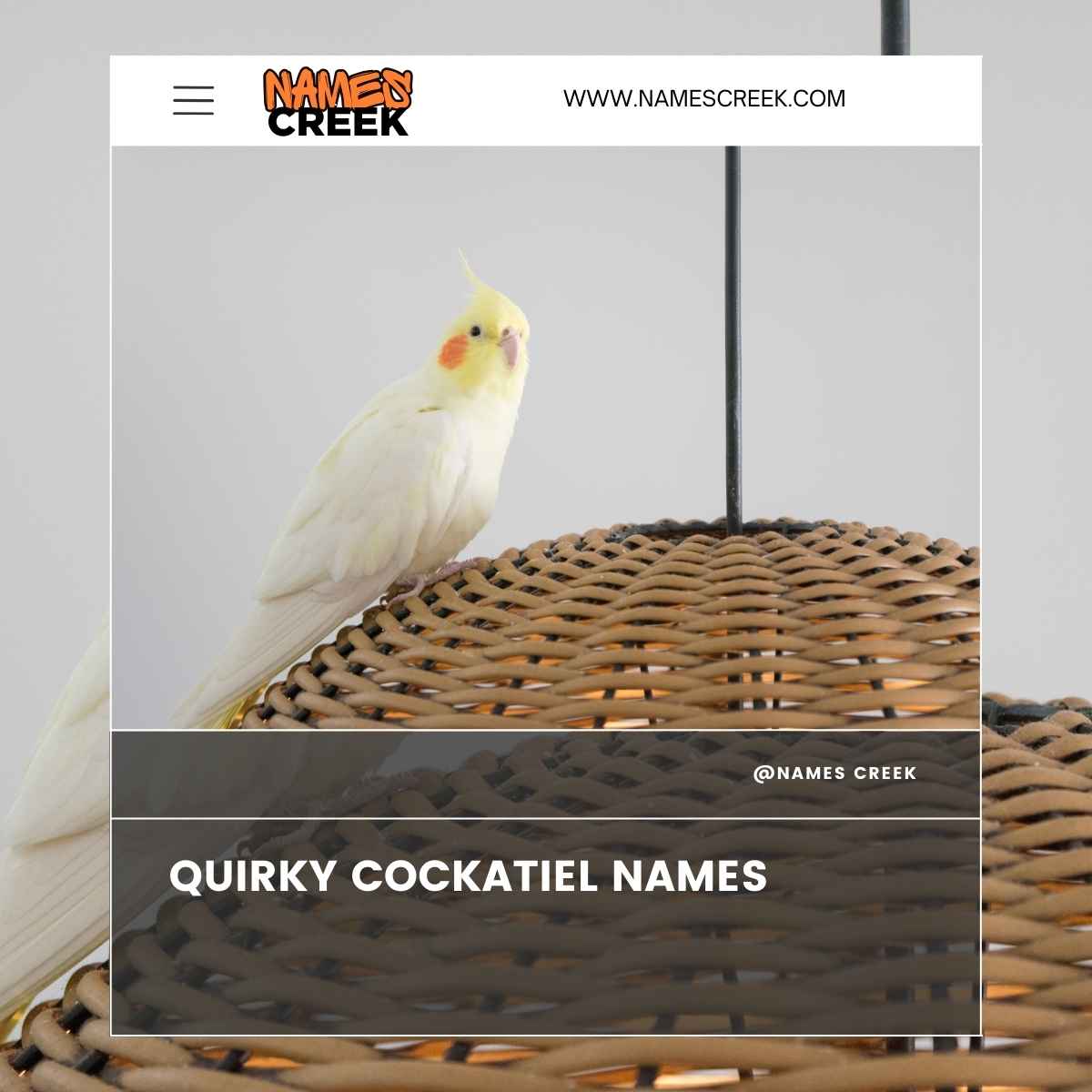 Cockatiel Names With Generator: 380 Charming Choices For Your Feathered ...