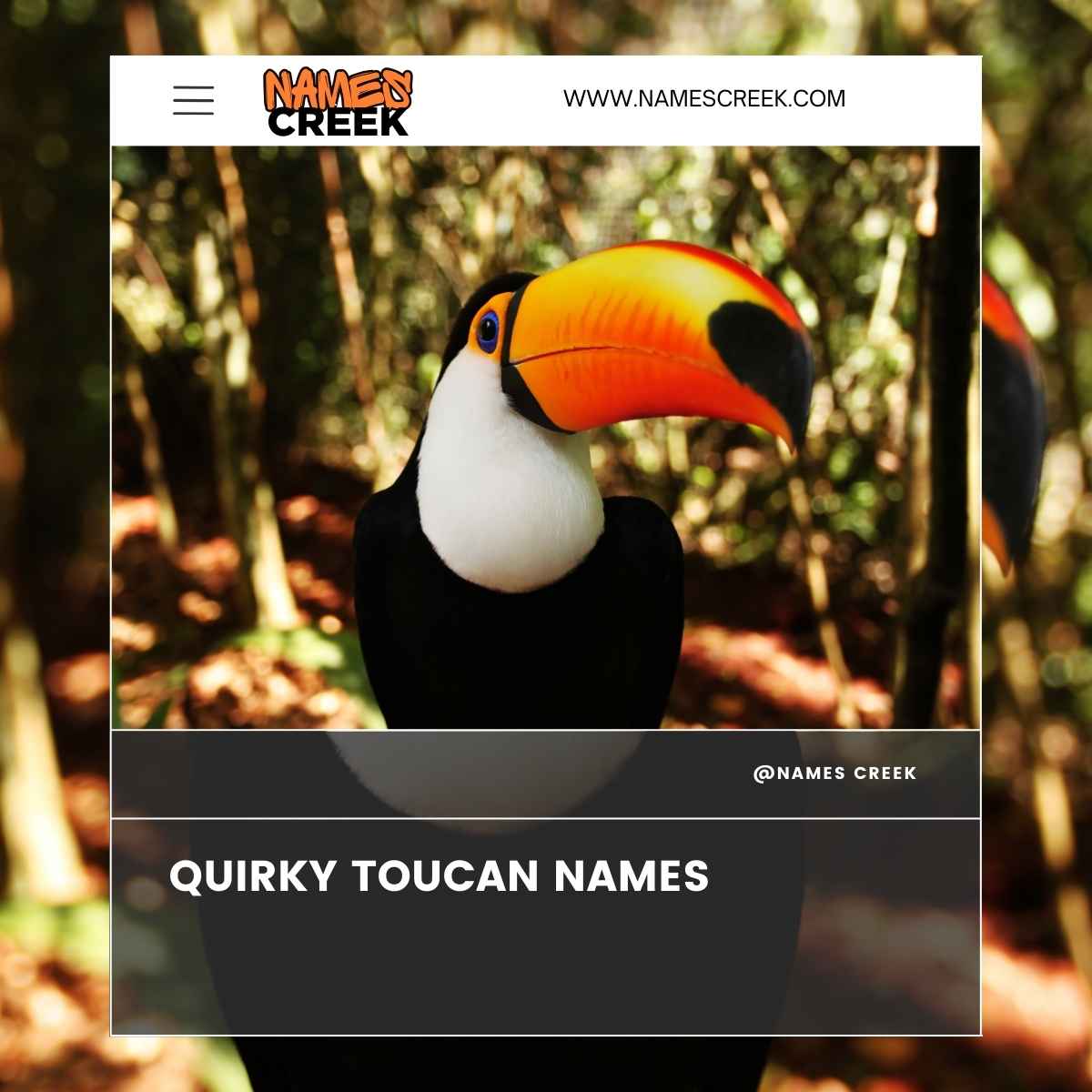 Colorful Companions: 480 Captivating Toucan Names