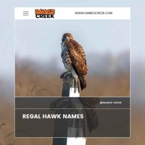 277 Captivating Hawk Names: From Mythical To Modern
