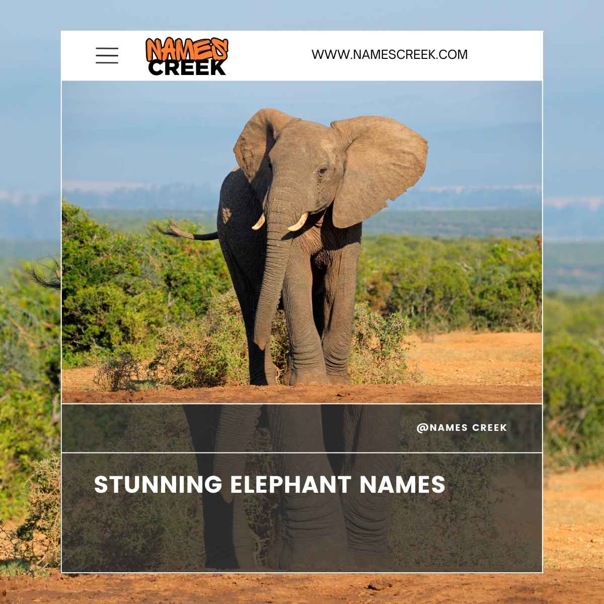 The Ultimate Guide To Mammal Names | Namescreek.com