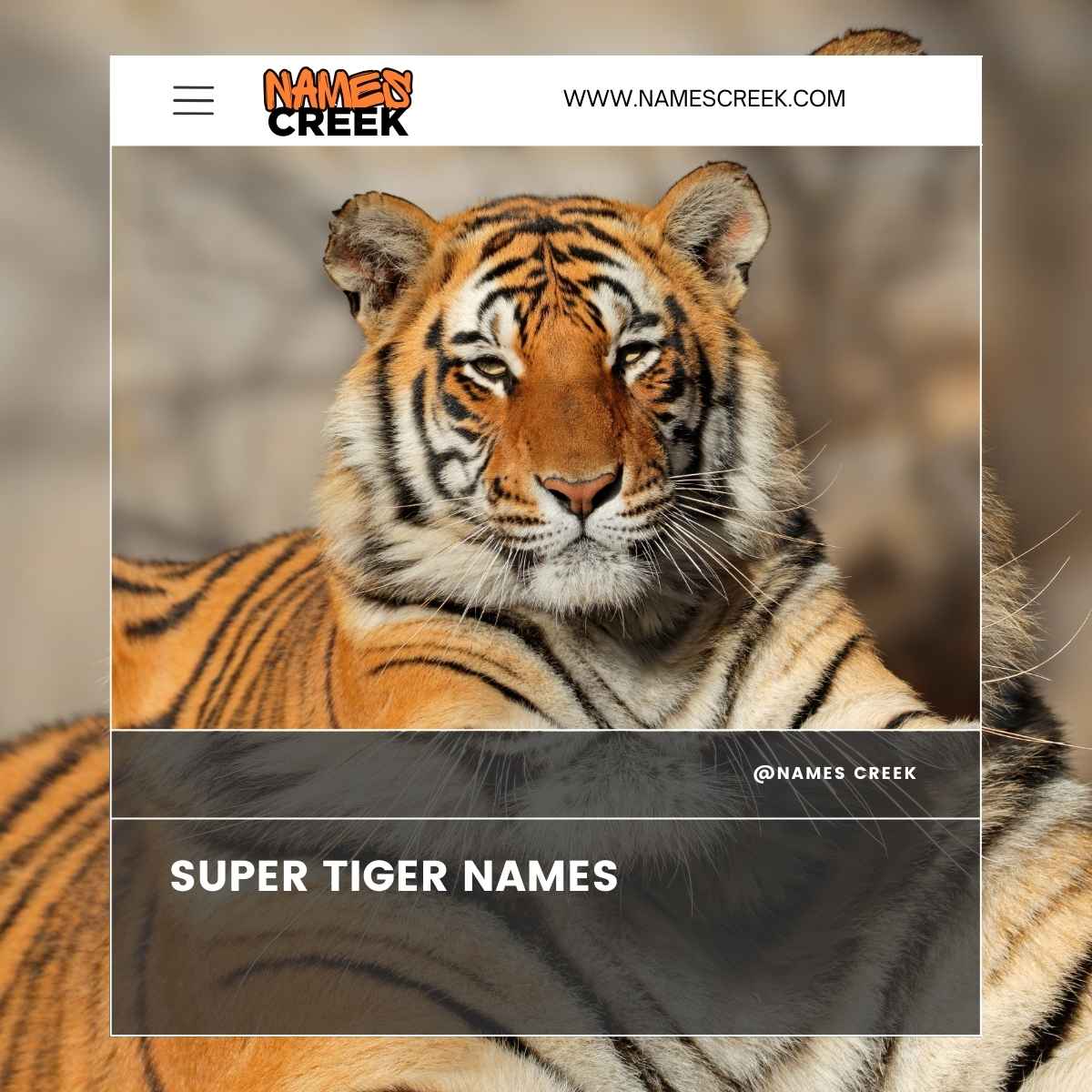 The Ultimate Guide To Mammal Names | Namescreek.com
