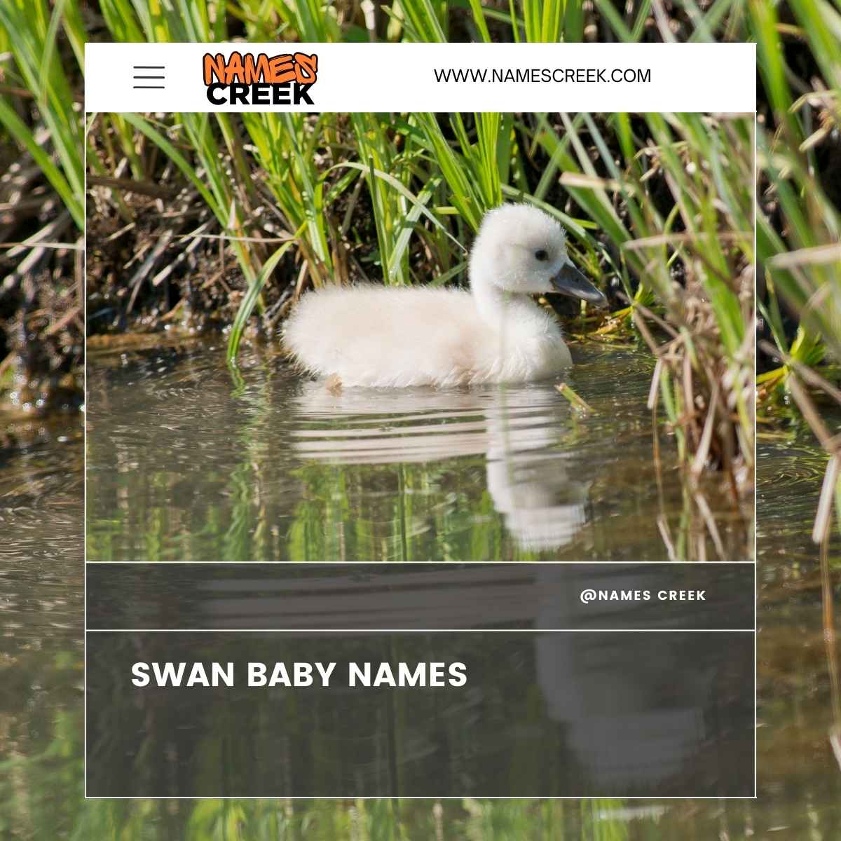 450 Unique Swan Names: Best Names For Your Elegant Companion +Generator