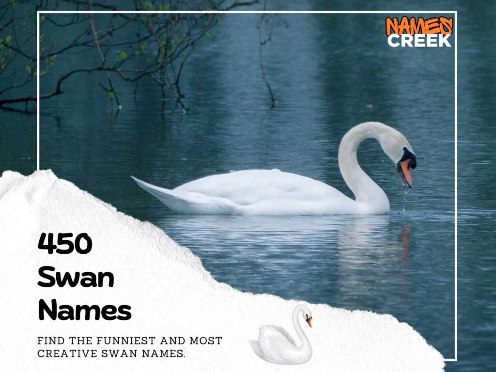 450 Unique Swan Names: Best Names For Your Elegant Companion +Generator