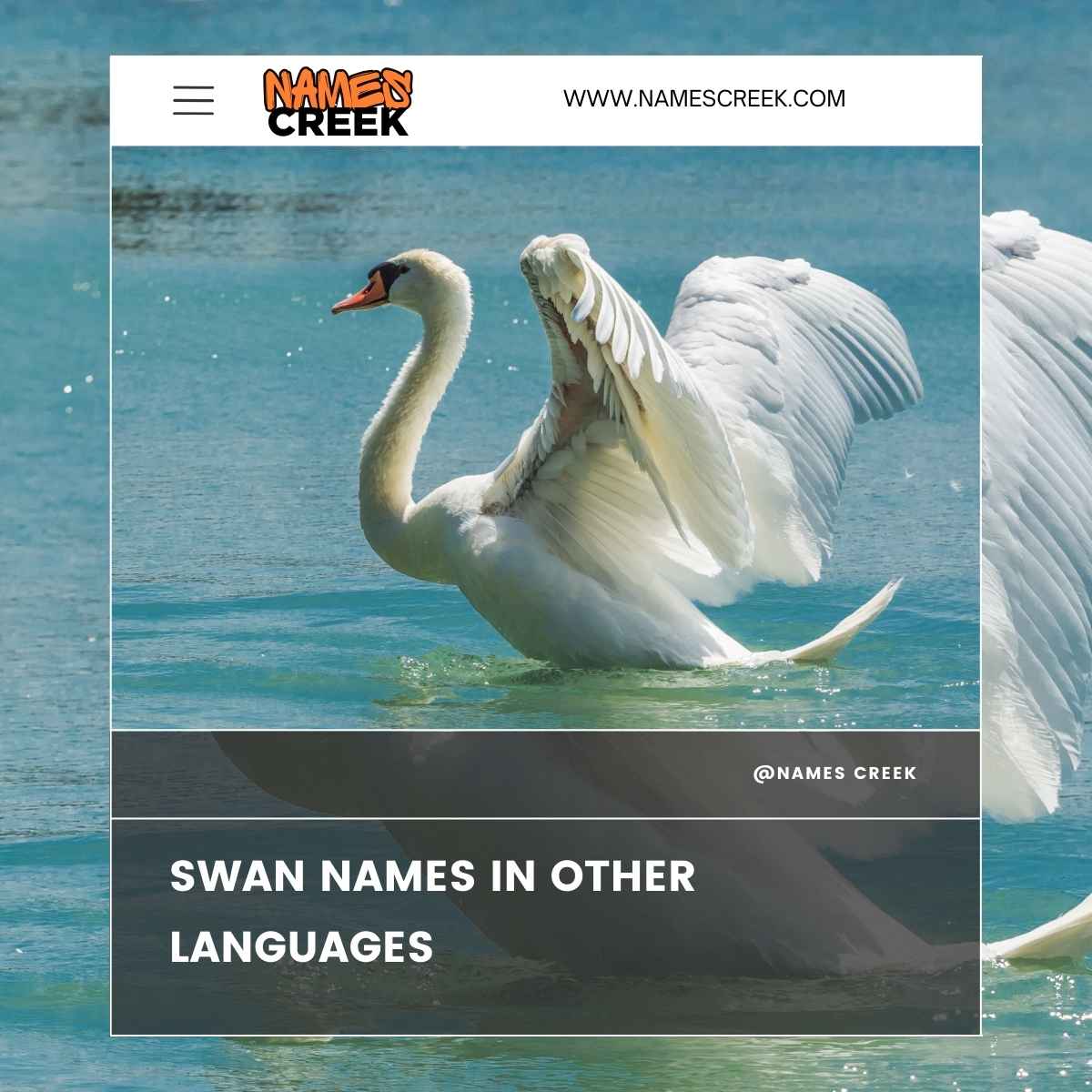 450 Unique Swan Names: Best Names For Your Elegant Companion +Generator