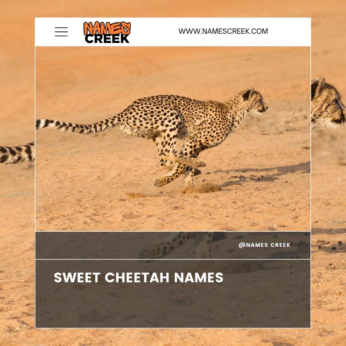 The Ultimate Guide To Mammal Names | Namescreek.com