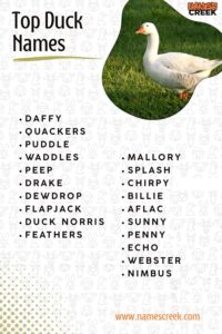 250 Delightful Duck Names: From Classic To Quirky With Generator