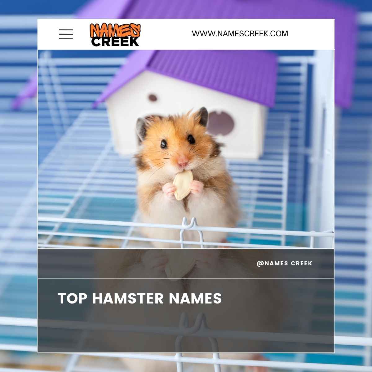 The Ultimate Guide To Mammal Names | Namescreek.com