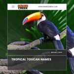 Colorful Companions: 480 Captivating Toucan Names