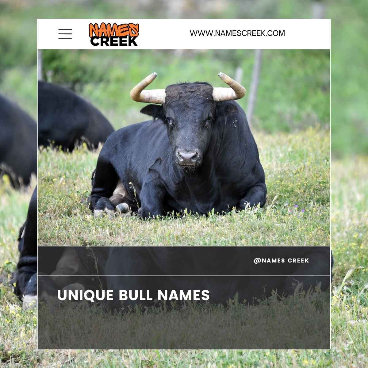 The Ultimate Guide To Mammal Names | Namescreek.com