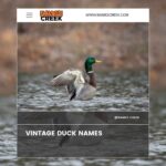 250 Delightful Duck Names: From Classic To Quirky With Generator