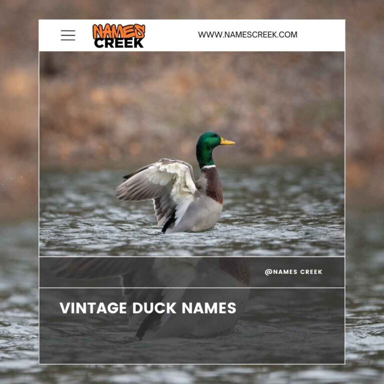 250 Delightful Duck Names: From Classic To Quirky With Generator