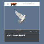 Exploring The World Of 350+ Dove Names
