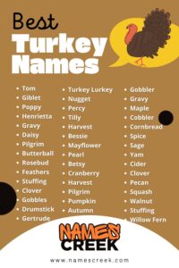 225 Unique And Creative Turkey Names