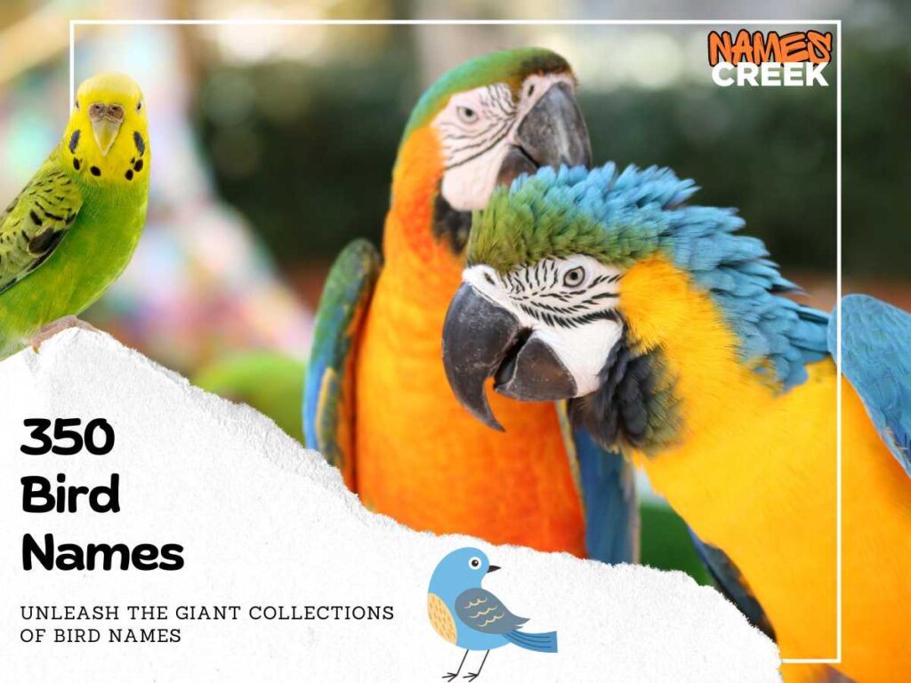 350 Unique Bird Names: A Comprehensive Guide To Naming Your Feathered ...