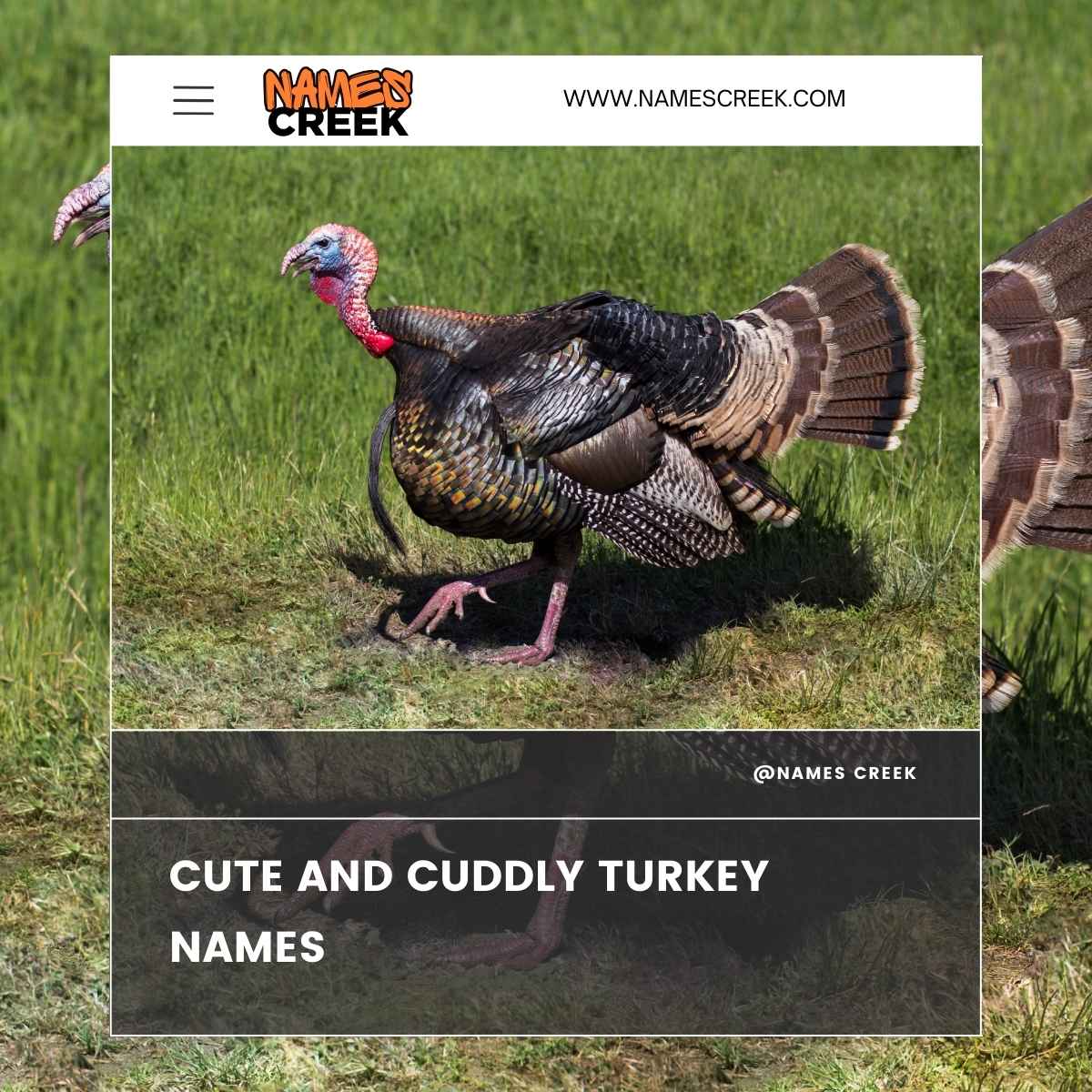 225 Unique And Creative Turkey Names