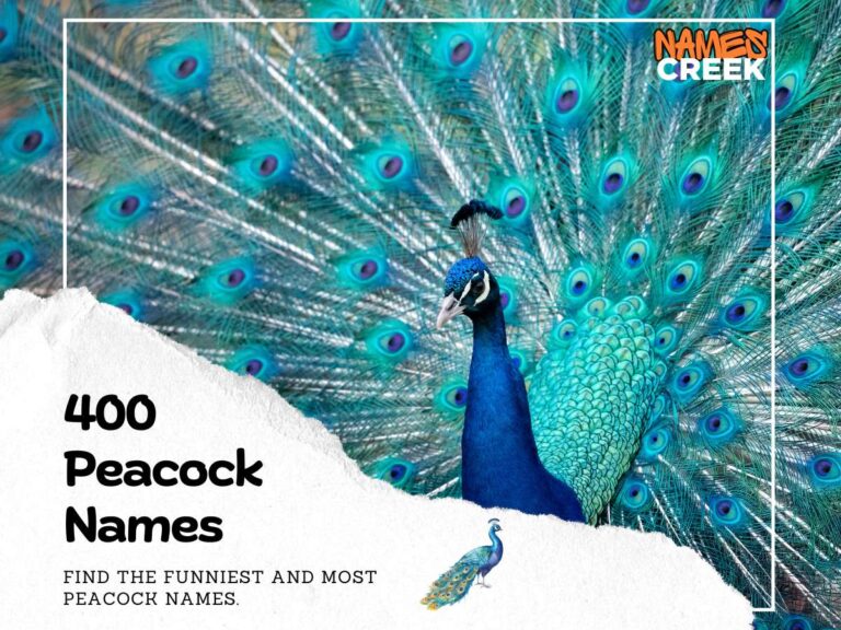 400 Majestic Peacock Names: A Colorful Plumage Of Possibilities