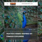 400 Majestic Peacock Names: A Colorful Plumage Of Possibilities
