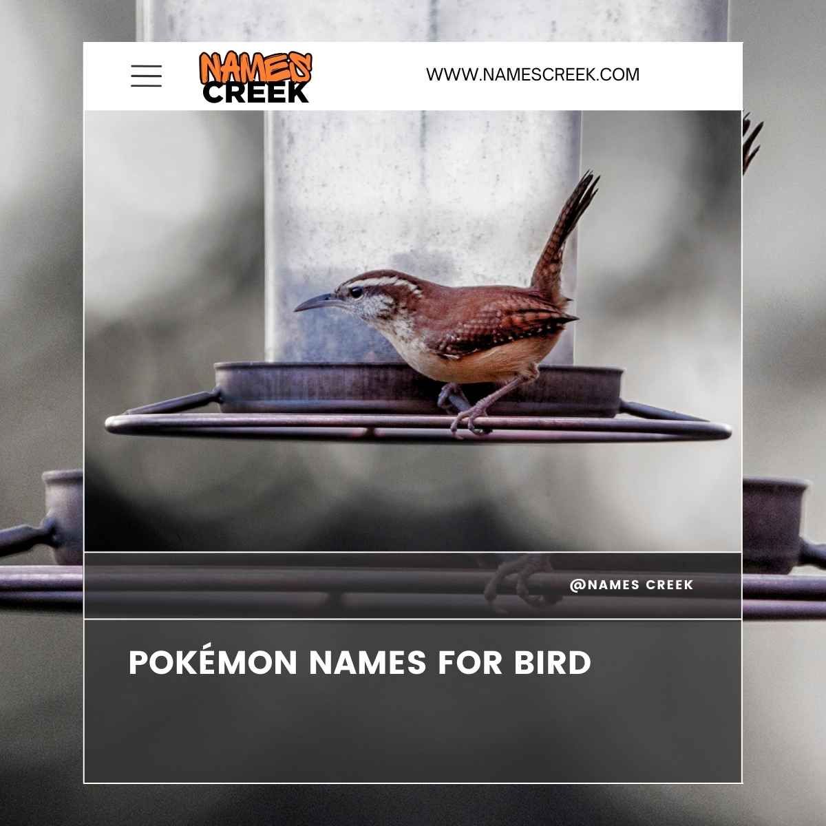 350 Unique Bird Names: A Comprehensive Guide To Naming Your Feathered ...