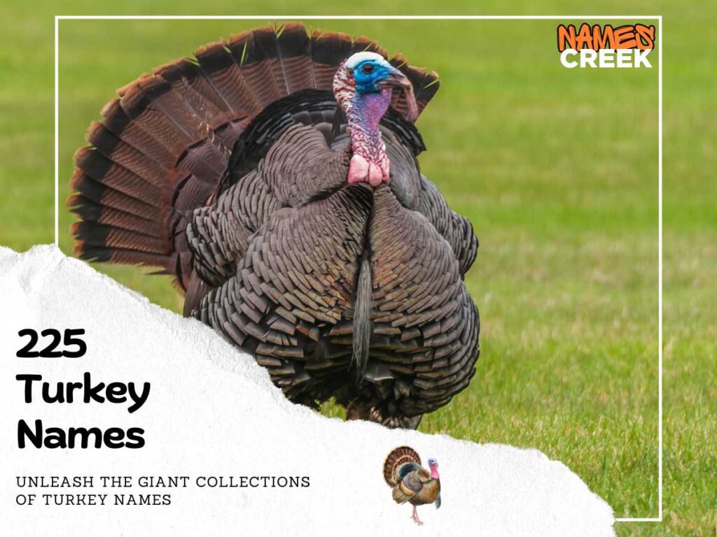 225 Unique And Creative Turkey Names