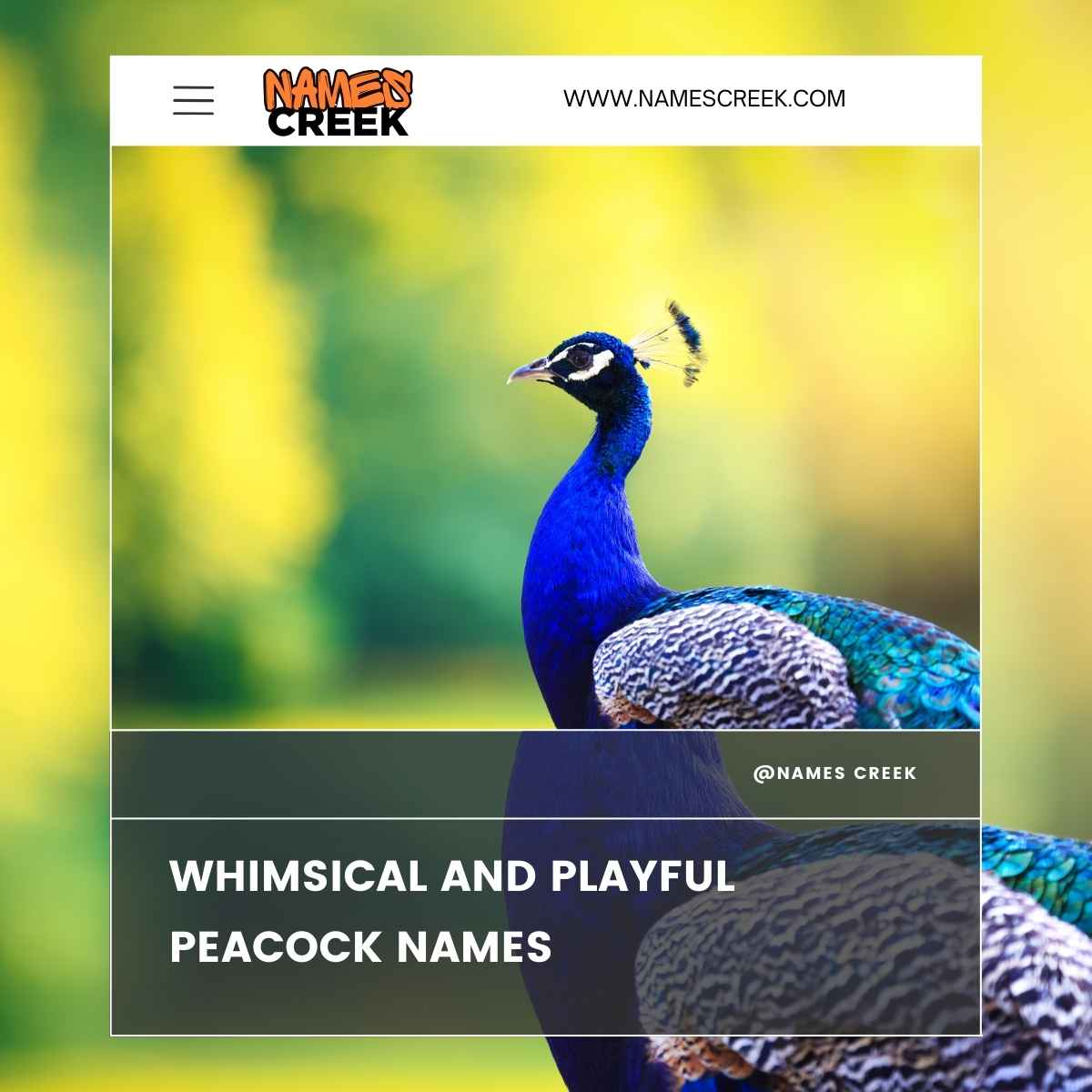 400 Majestic Peacock Names: A Colorful Plumage Of Possibilities