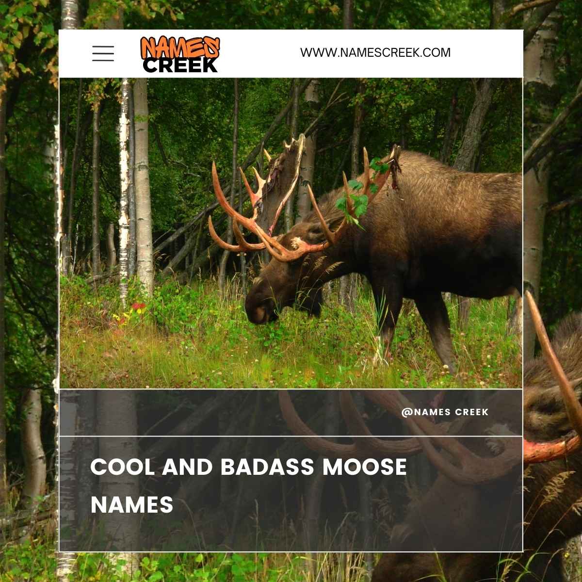 360 Moose Names: Creative, Funny, And Unique Ideas For Every Type Of Moose + Ai Generator