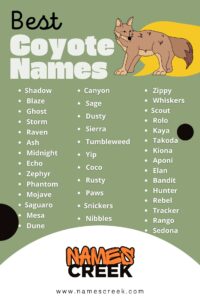 400+ Coyote Names With Meanings + Ai Generator