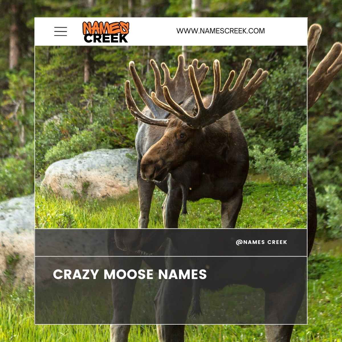360 Moose Names: Creative, Funny, And Unique Ideas For Every Type Of ...
