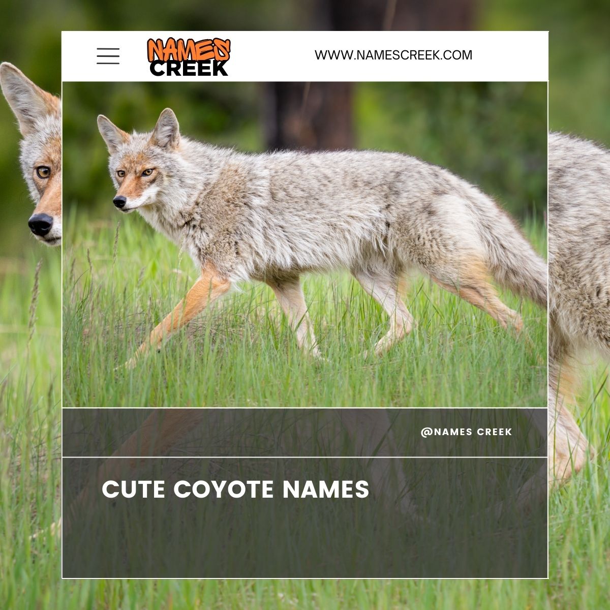 400+ Coyote Names With Meanings + Ai Generator