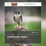 380 Falcon Names: A Proper List For Your Majestic Falcon + Ai Generator