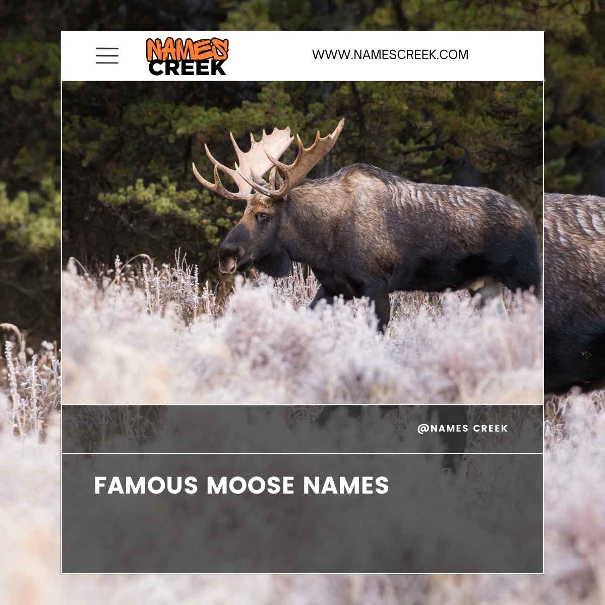 360 Moose Names: Creative, Funny, And Unique Ideas For Every Type Of ...