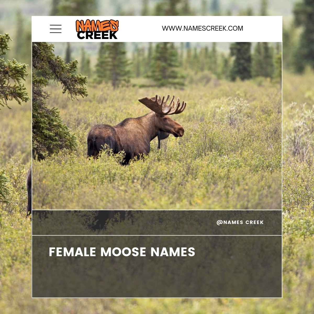360 Moose Names: Creative, Funny, And Unique Ideas For Every Type Of Moose + Ai Generator