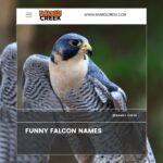 380 Falcon Names: A Proper List For Your Majestic Falcon + Ai Generator