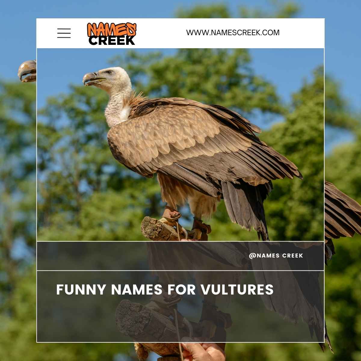 340 Vulture Names: The Ultimate Guide To Naming Vultures + Generator