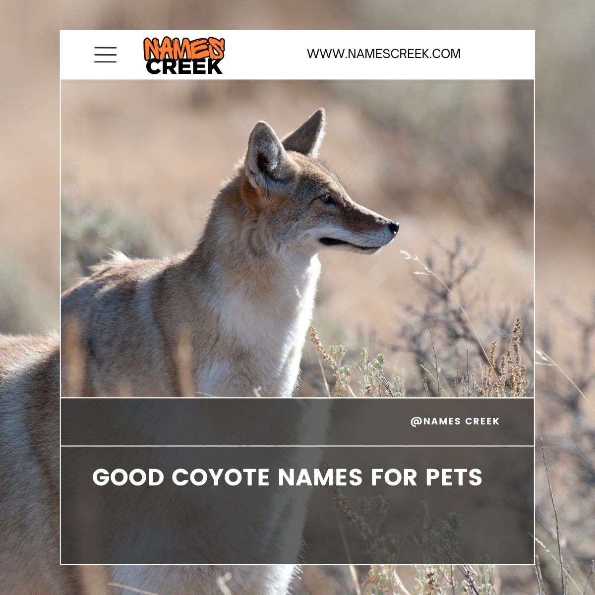 400+ Coyote Names With Meanings + Ai Generator