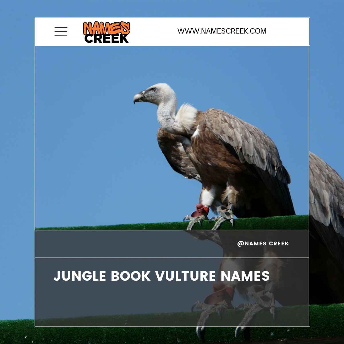 340 Vulture Names: The Ultimate Guide To Naming Vultures + Generator