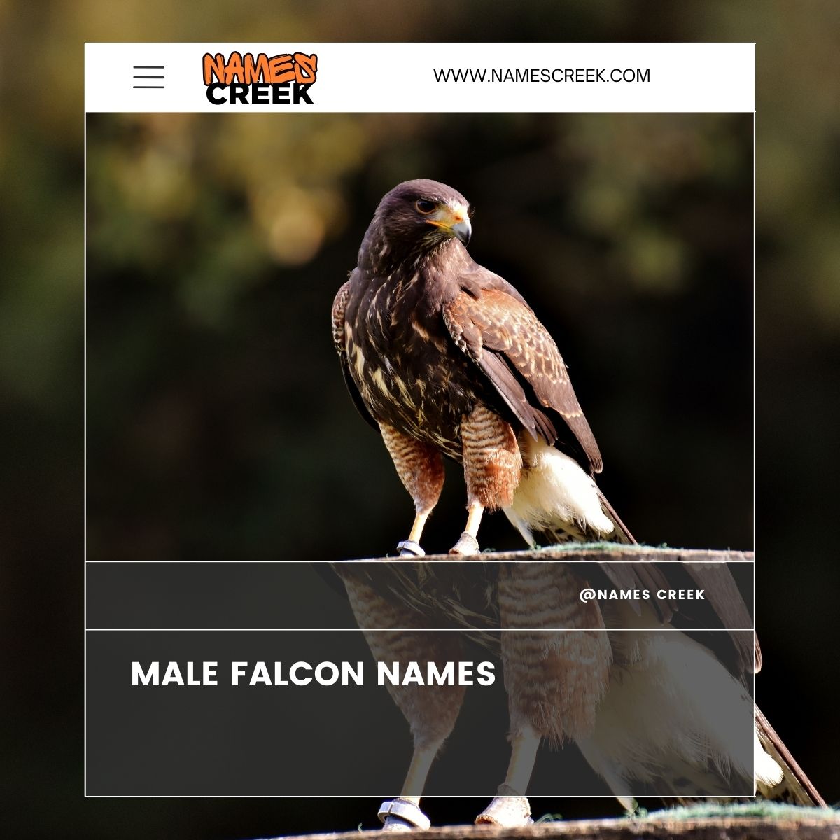 380 Falcon Names: A Proper List For Your Majestic Falcon + Ai Generator