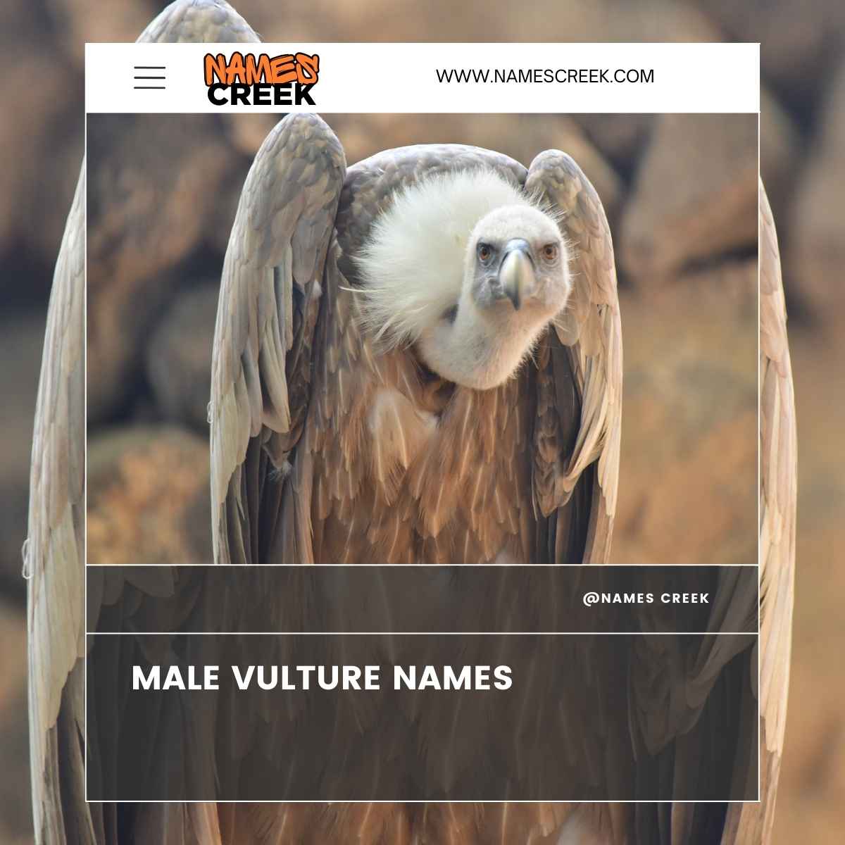 340 Vulture Names: The Ultimate Guide To Naming Vultures + Generator