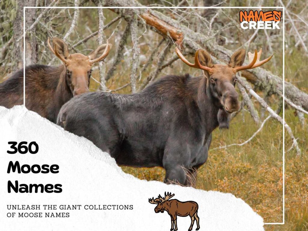 360 Moose Names: Creative, Funny, And Unique Ideas For Every Type Of ...