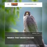 380 Falcon Names: A Proper List For Your Majestic Falcon + Ai Generator