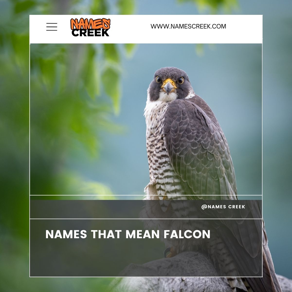 380 Falcon Names: A Proper List For Your Majestic Falcon + Ai Generator