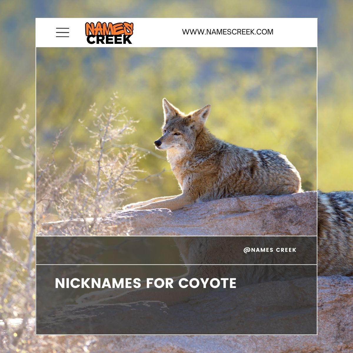 400+ Coyote Names With Meanings + Ai Generator
