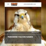380 Falcon Names: A Proper List For Your Majestic Falcon + Ai Generator