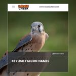 380 Falcon Names: A Proper List For Your Majestic Falcon + Ai Generator