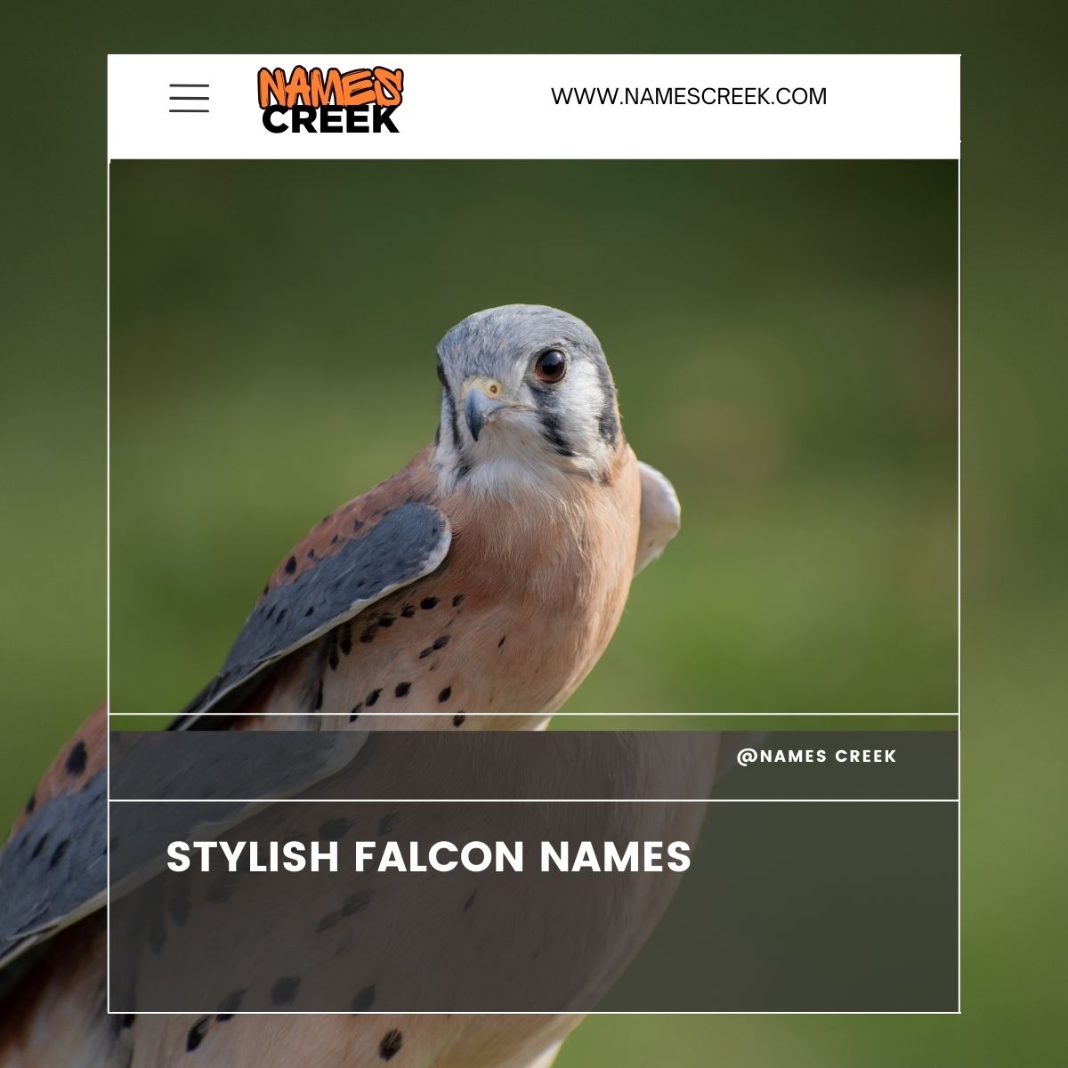 380 Falcon Names: A Proper List For Your Majestic Falcon + Ai Generator